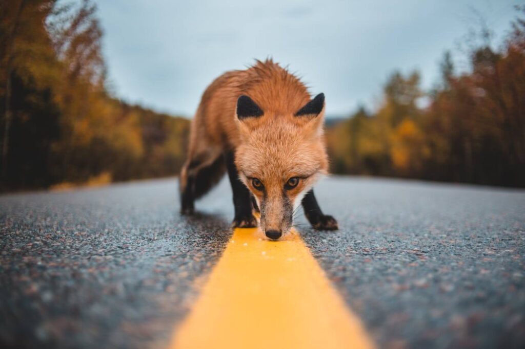 Der Fuchs in German | Article, Plural & Declension