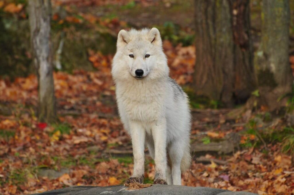 Der Wolf in German | Article, Plural & Declension